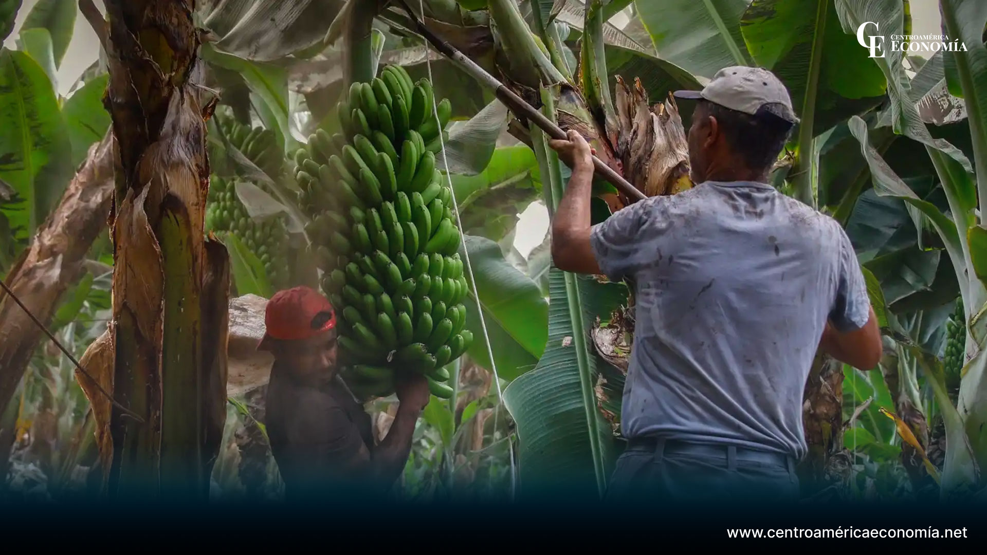 Caída del dólar genera cierre de dos fincas bananeras en Costa Rica ...